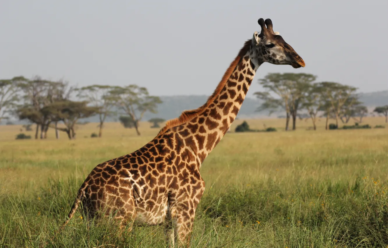 Wallpaper field, nature, giraffe for mobile and desktop, section ...