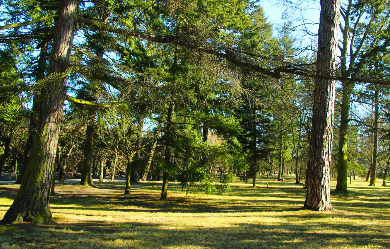Wallpaper forest, trees, park for mobile and desktop, section пейзажи ...