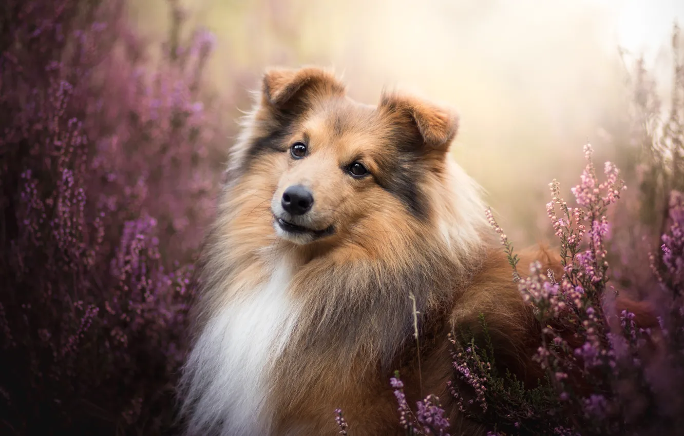 Wallpaper look, face, portrait, dog, Sheltie, Heather, Shetland ...