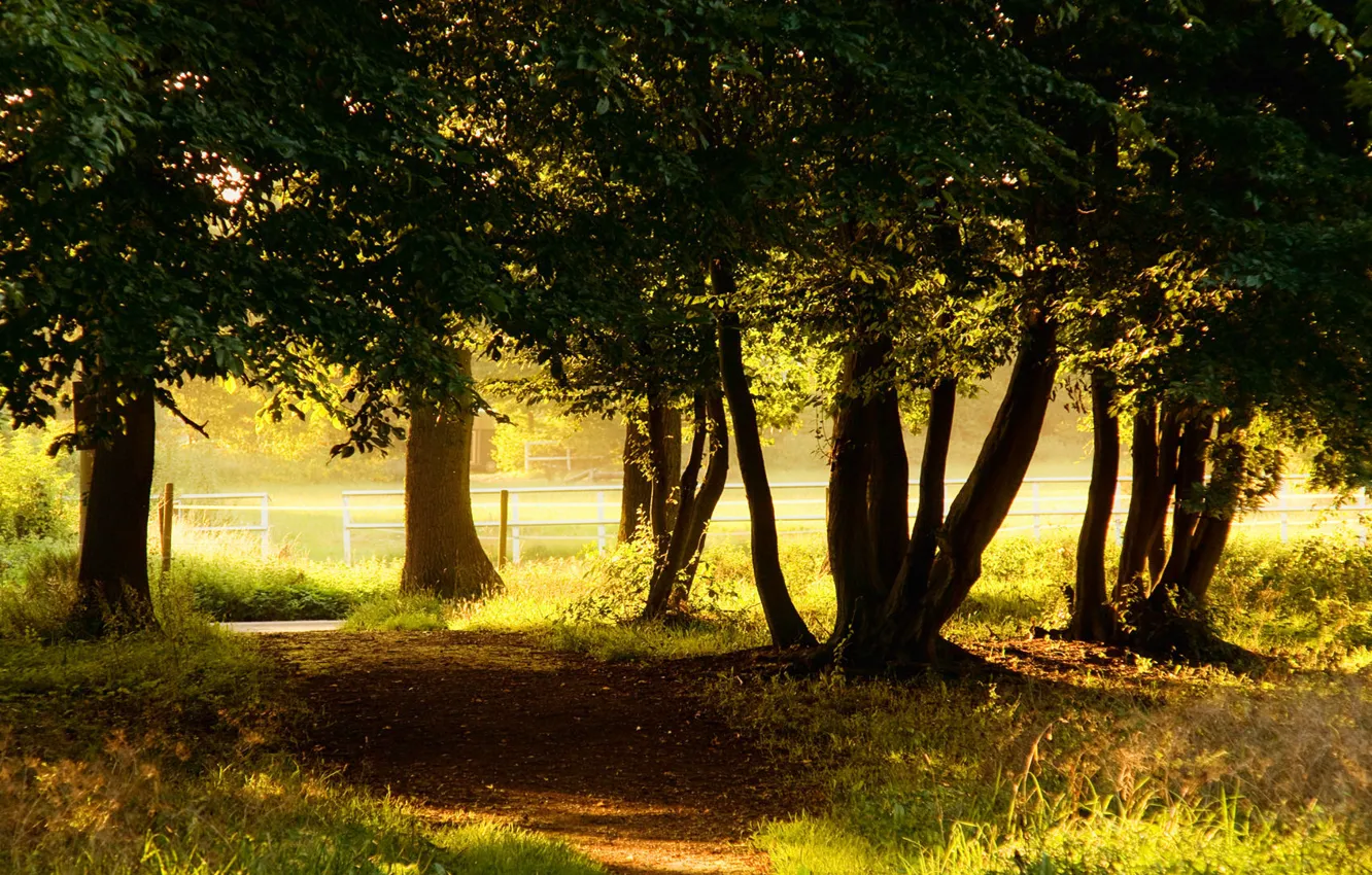 Wallpaper trees, nature for mobile and desktop, section природа ...