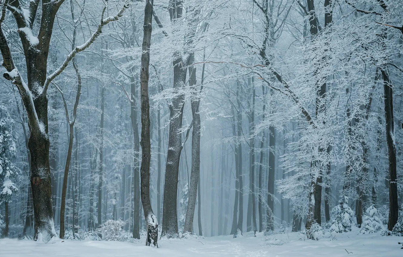 Wallpaper winter, frost, forest, snow, trees, nature for mobile and ...