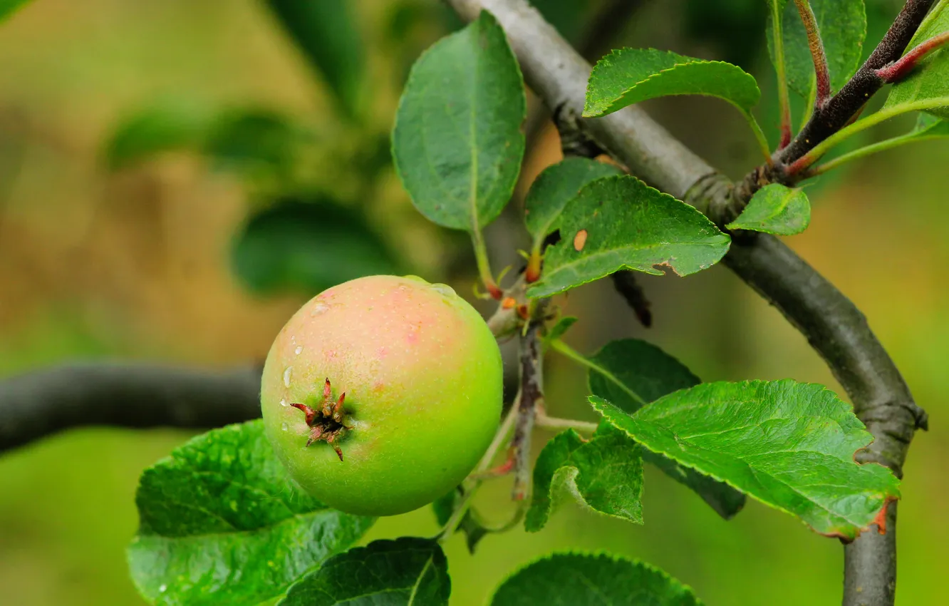 Wallpaper apple, fruit, twig for mobile and desktop, section природа ...