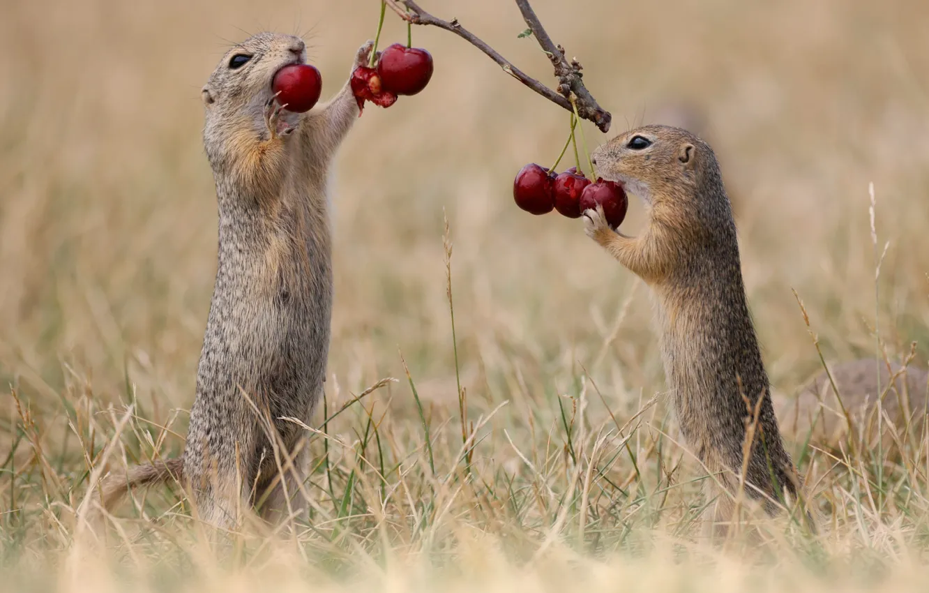 Wallpaper field, cherry, pose, berries, glade, a couple, gopher ...