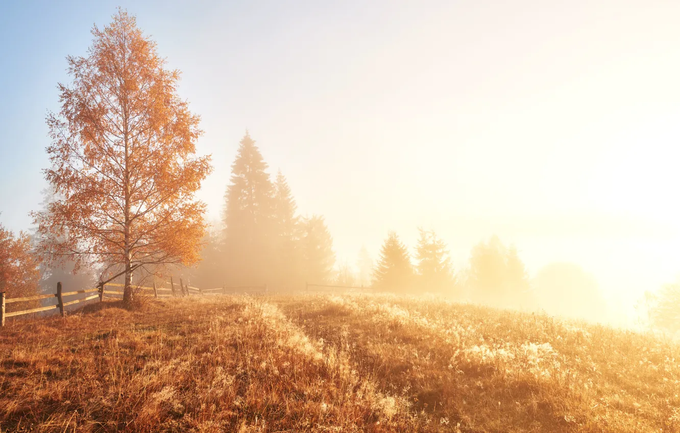 Wallpaper field, autumn, forest, grass, light, fog, morning, ate for ...