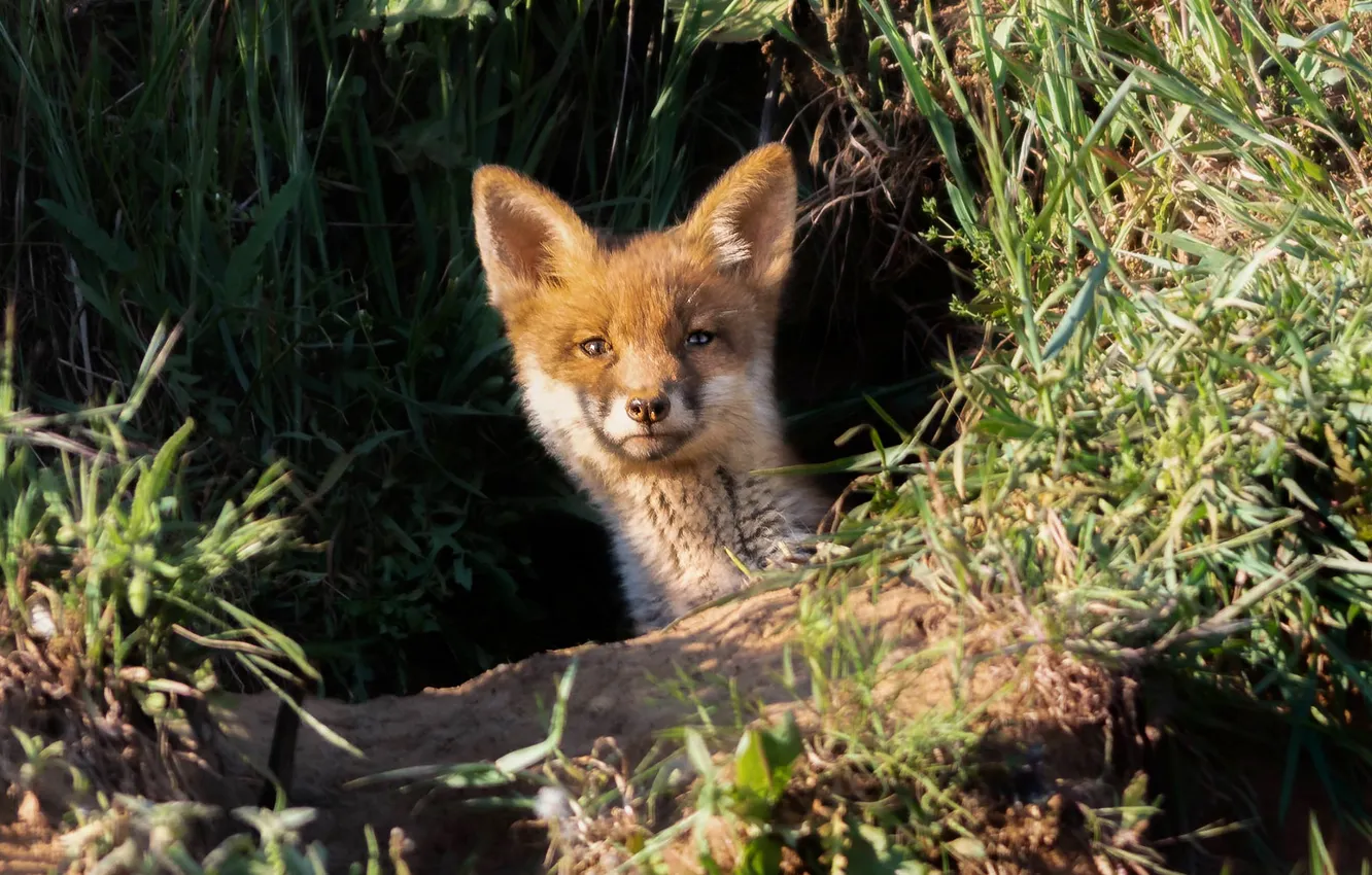 Wallpaper grass, look, light, nature, thickets, Nora, Fox, red for ...