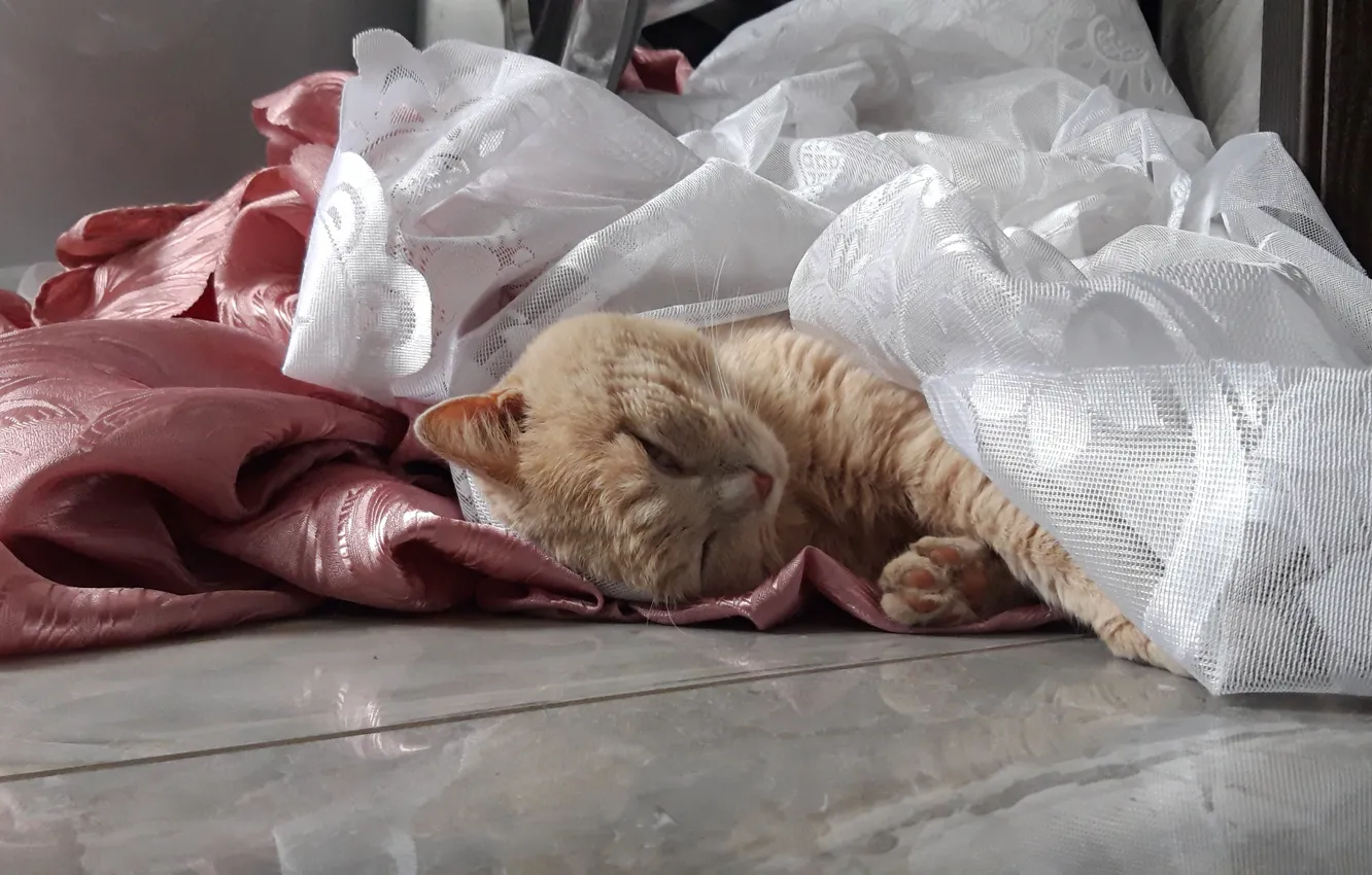 Wallpaper cat, cats, sleep, peach, chill images for desktop, section ...