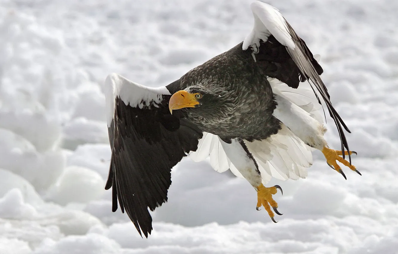 Wallpaper look, the rise, Steller's sea (Pacific) eagle (Haliaeetus ...