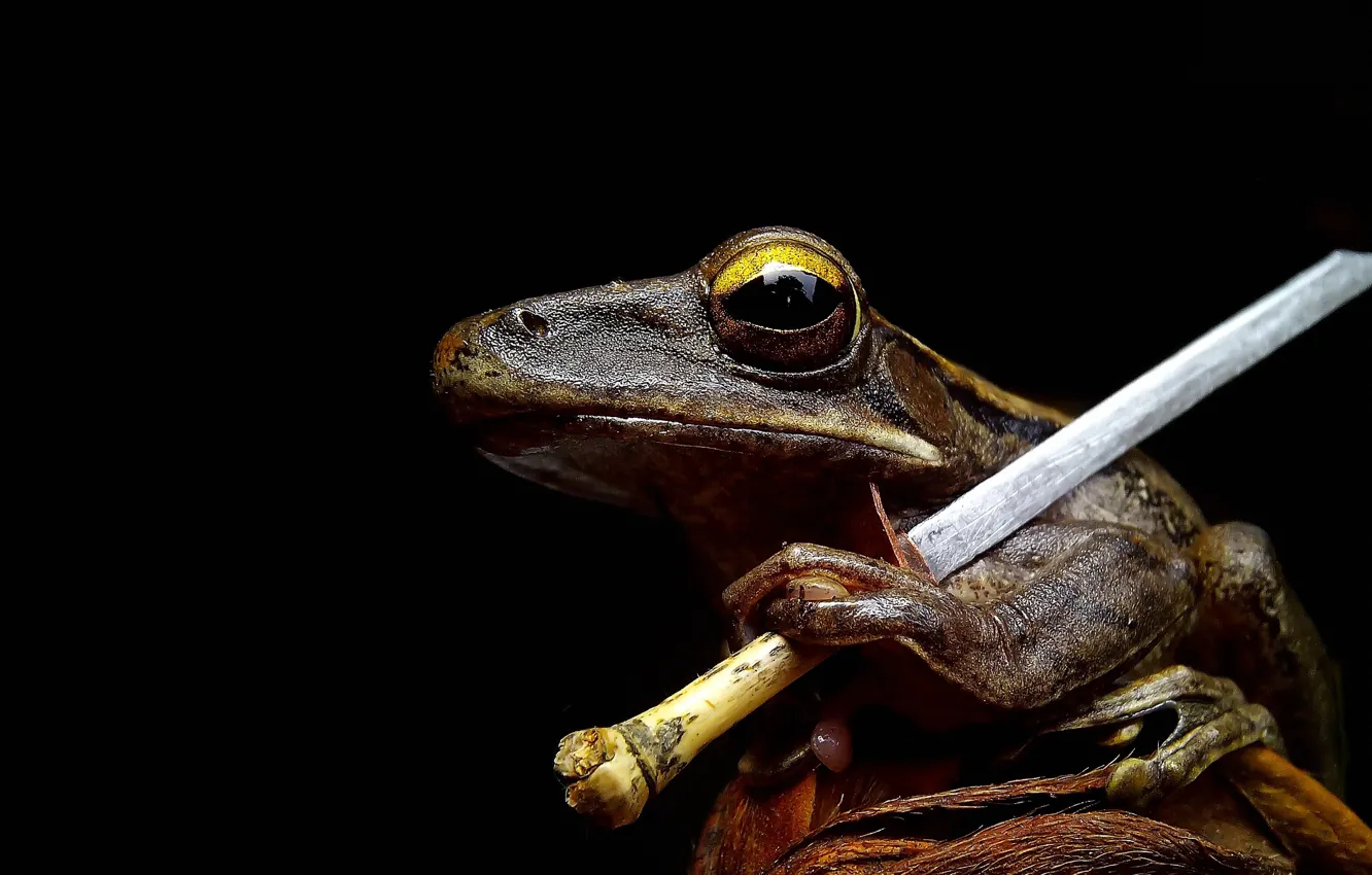 Wallpaper weapons, frog, sword, black background, saber for mobile and ...