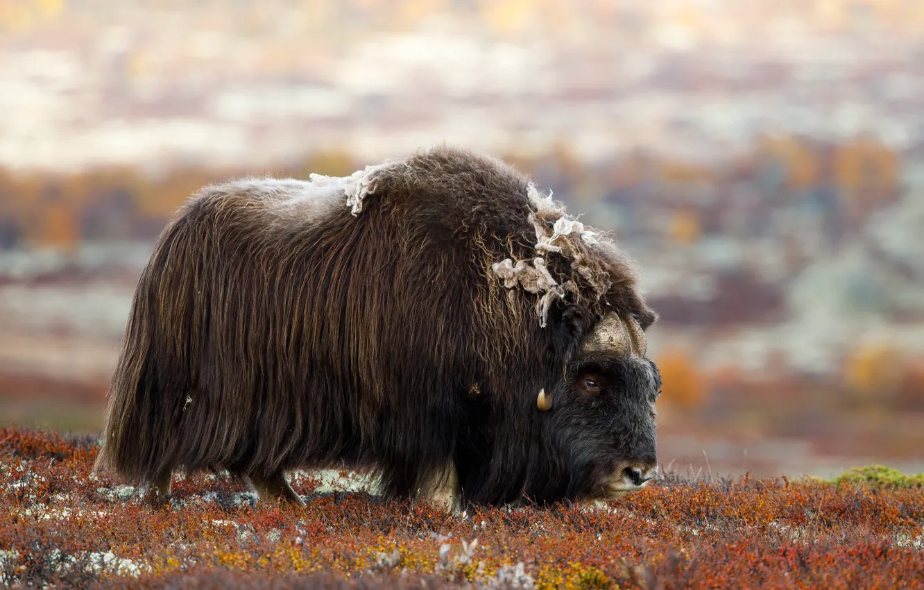 Wallpaper nature, musk ox, Moskus for mobile and desktop, section ...