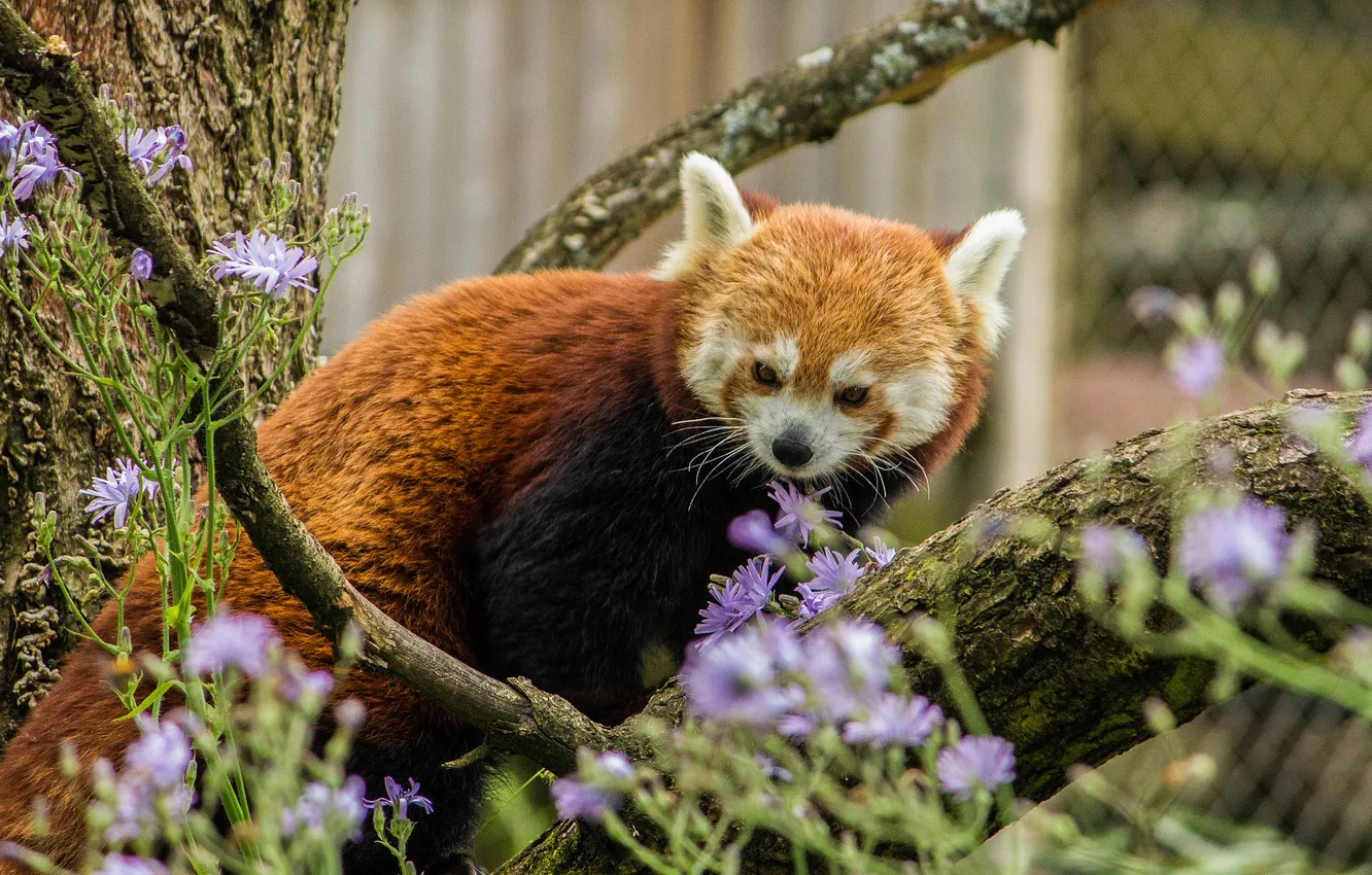 Wallpaper look, trees, flowers, branches, pose, red Panda, red Panda ...
