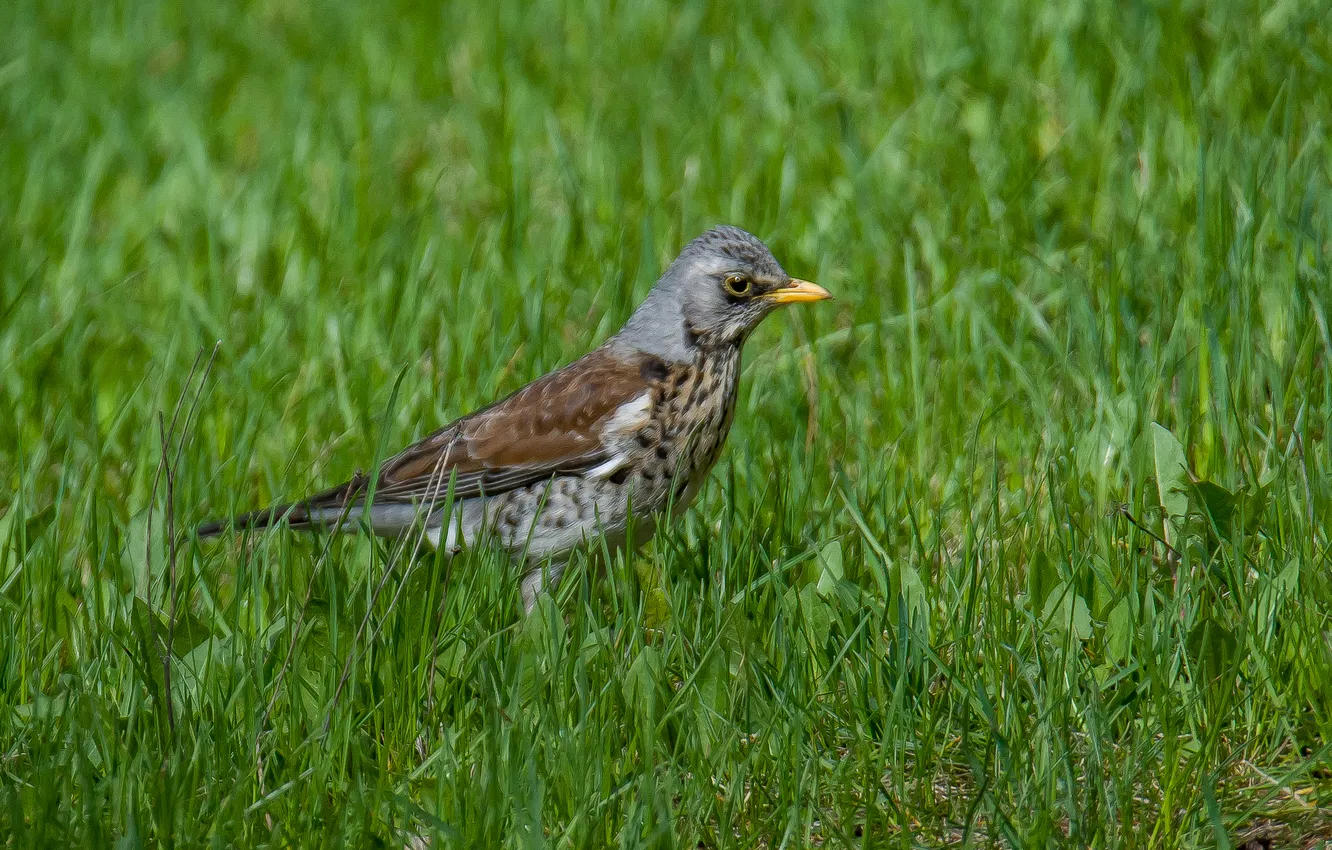 Wallpaper grass, nature, bird, spring, thrush for mobile and desktop ...