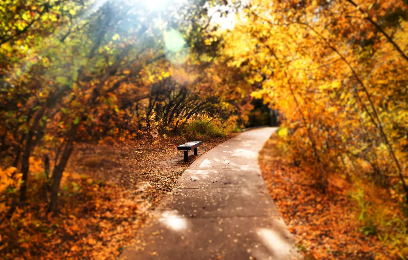 Wallpaper autumn, Park, bench for mobile and desktop, section природа ...