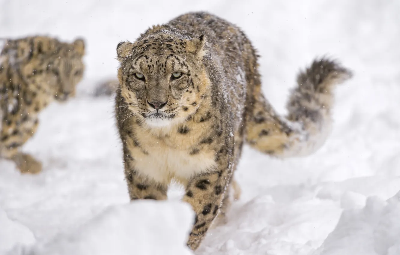 Wallpaper face, snow, predator, IRBIS, snow leopard, wild cat, snow ...