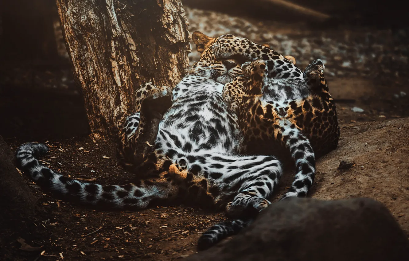 Wallpaper the game, leopards, lie for mobile and desktop, section кошки ...