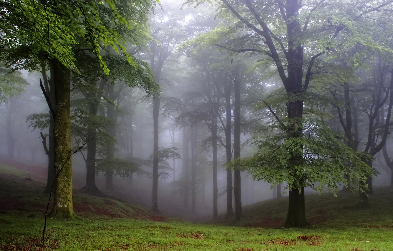 Wallpaper forest, trees, nature, fog for mobile and desktop, section ...