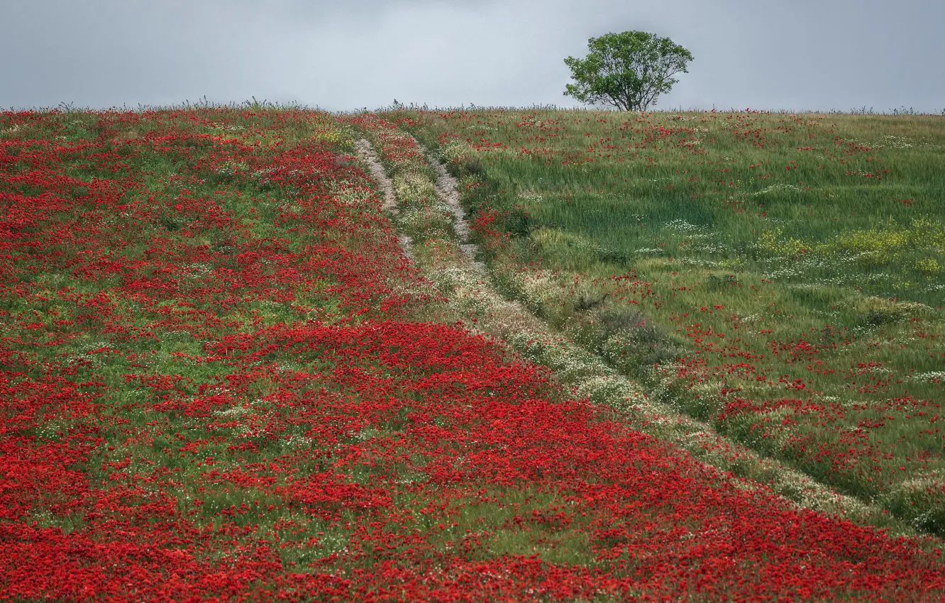 Wallpaper road, field, trees, Maki, slope, path, poppy field for mobile ...