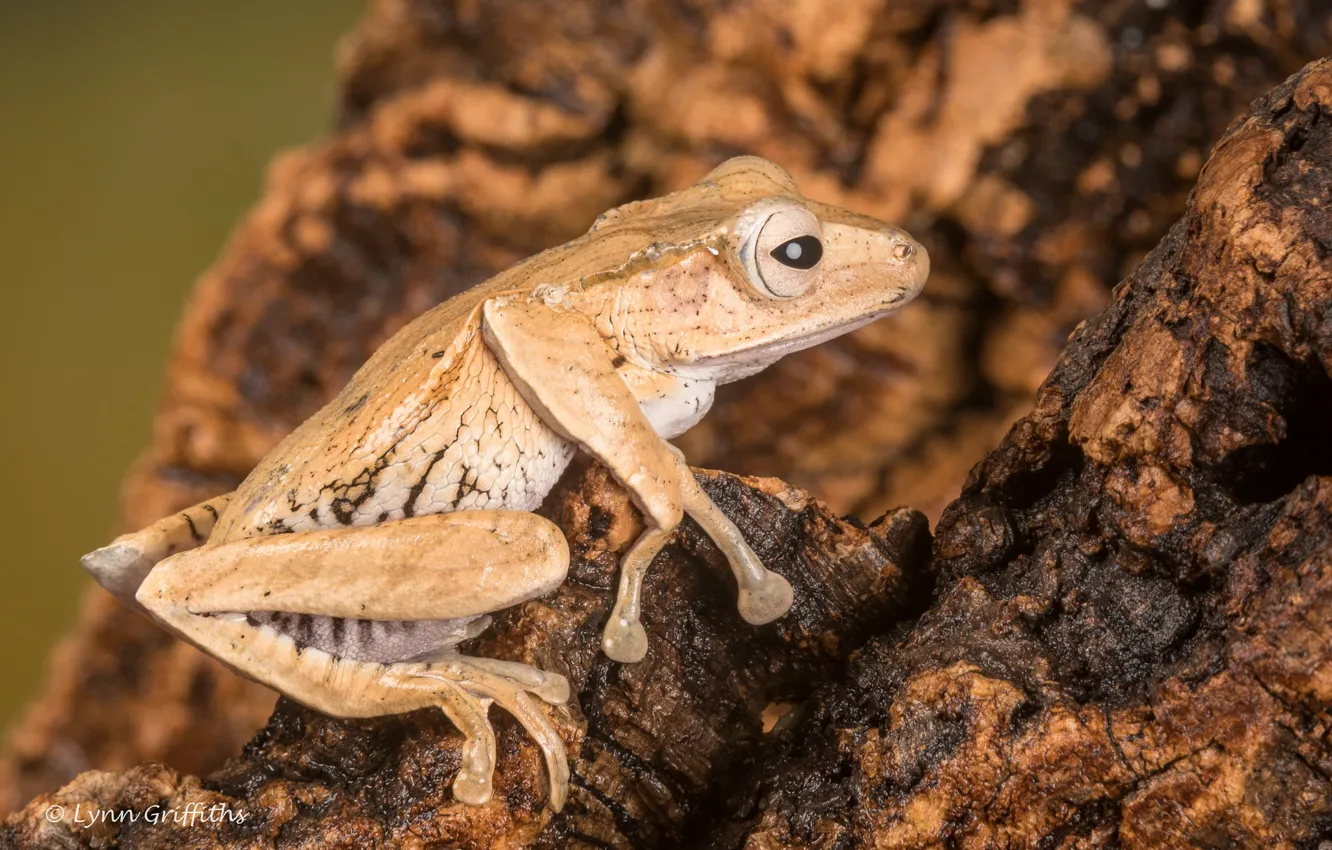 Wallpaper nature, frog, beige for mobile and desktop, section животные ...