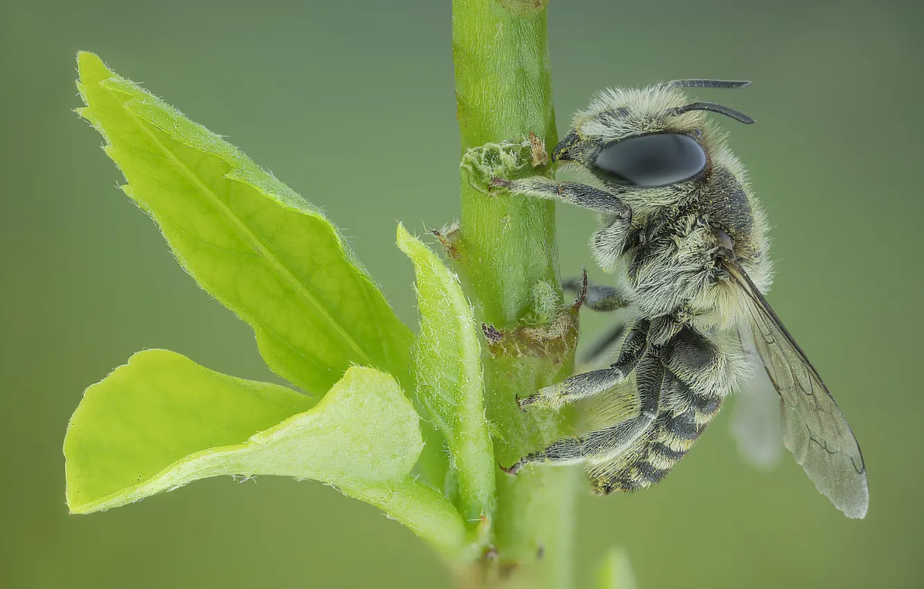 Wallpaper background, OSA, leaf, insect for mobile and desktop, section ...