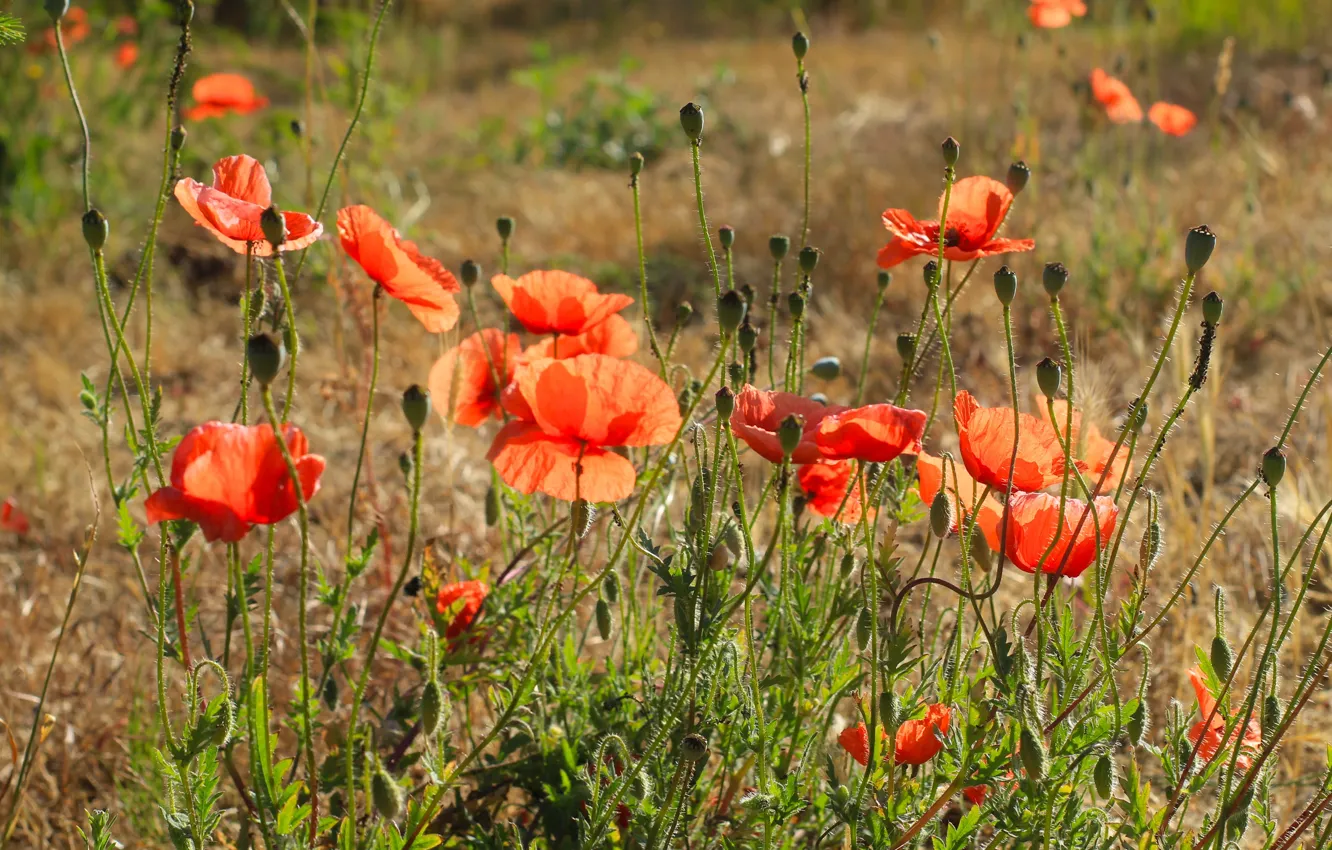 Wallpaper red, flower, field, poppy, meadow for mobile and desktop ...