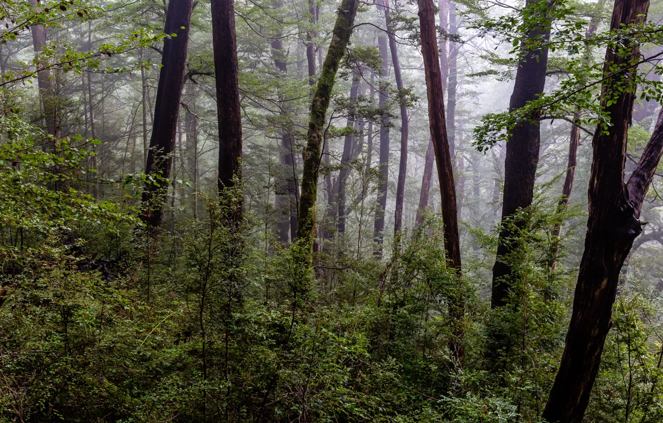 Wallpaper forest, trees, nature, fog, New Zealand, New Zealand ...