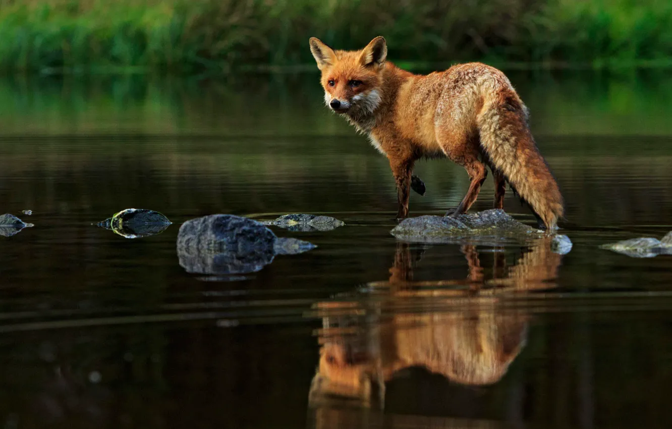 Wallpaper look, pose, reflection, stones, Fox, pond for mobile and ...