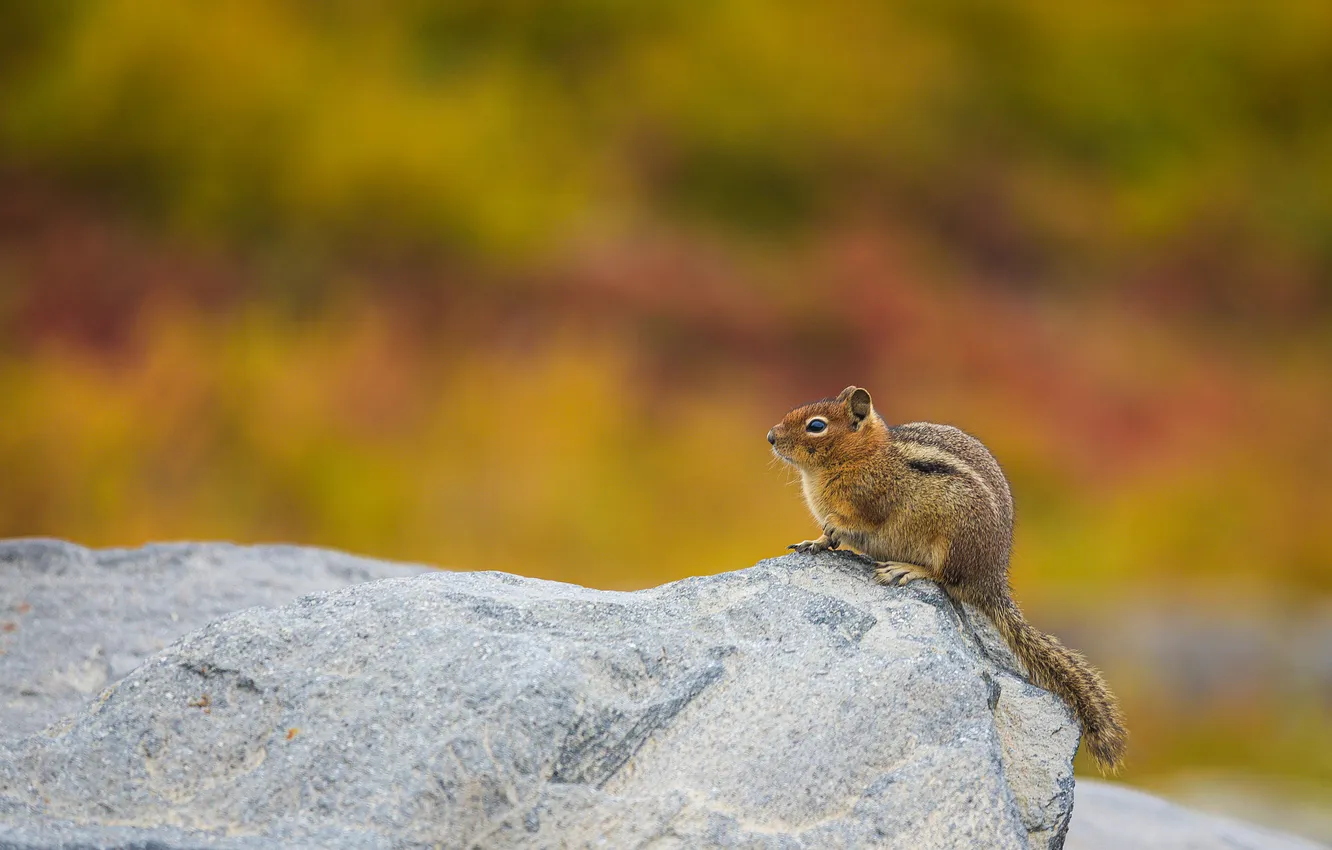 Wallpaper field, autumn, stones, Chipmunk, bokeh for mobile and desktop ...