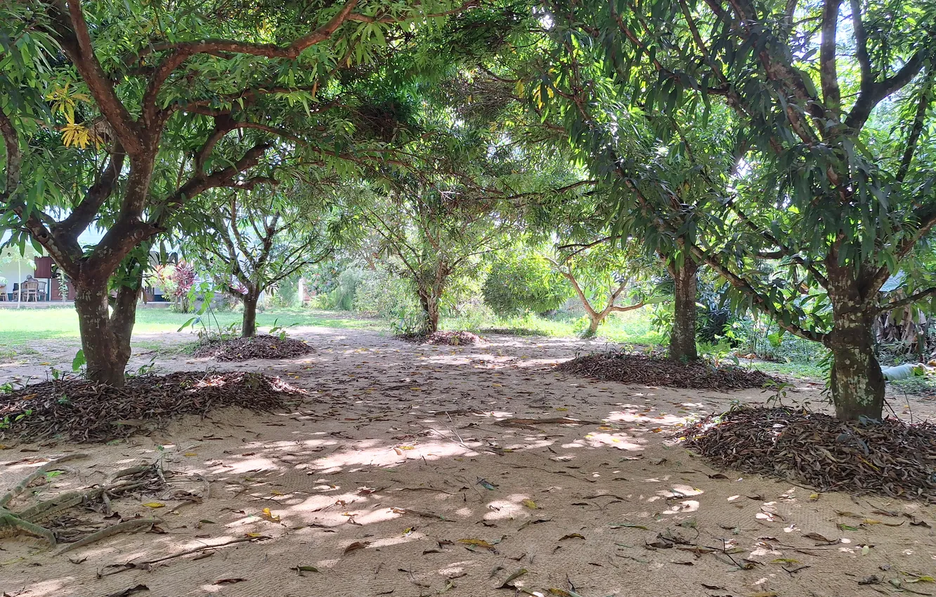 Wallpaper Nature in Suriname, Saramacca Suri, Flora of Suriname for ...