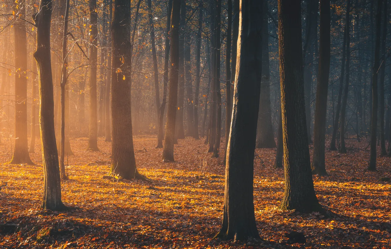 Wallpaper autumn, forest, light, light, forest, autumn, Tomczak Michael ...