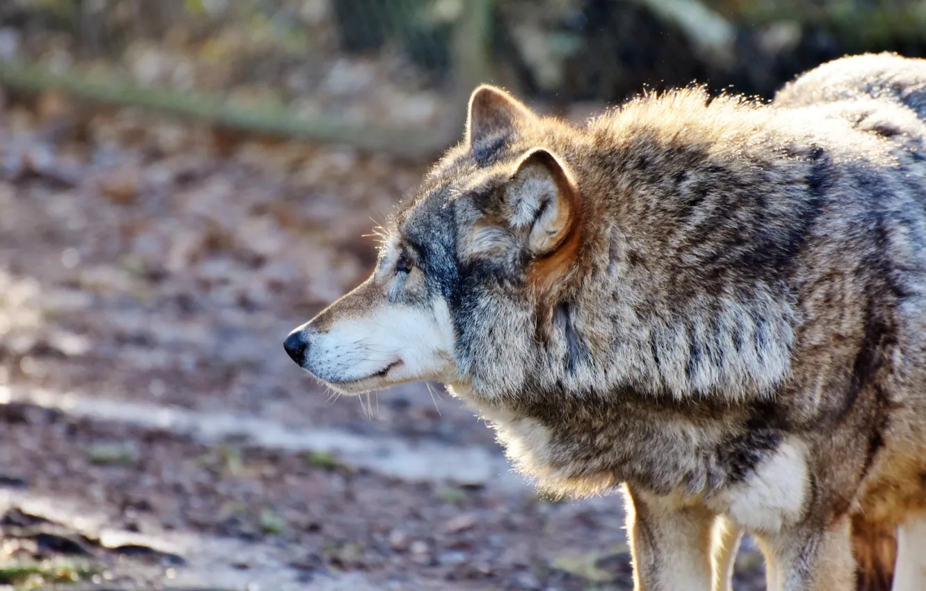 Wallpaper nature, face, animal, wolf, wildlife, head, fur, mammal for ...