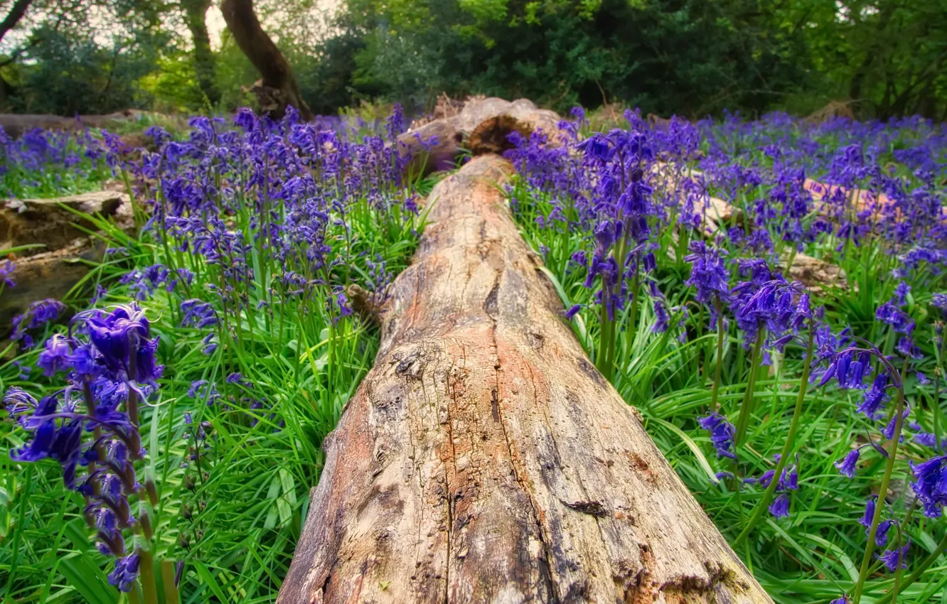 Wallpaper trees, flowers, spring, log for mobile and desktop, section ...