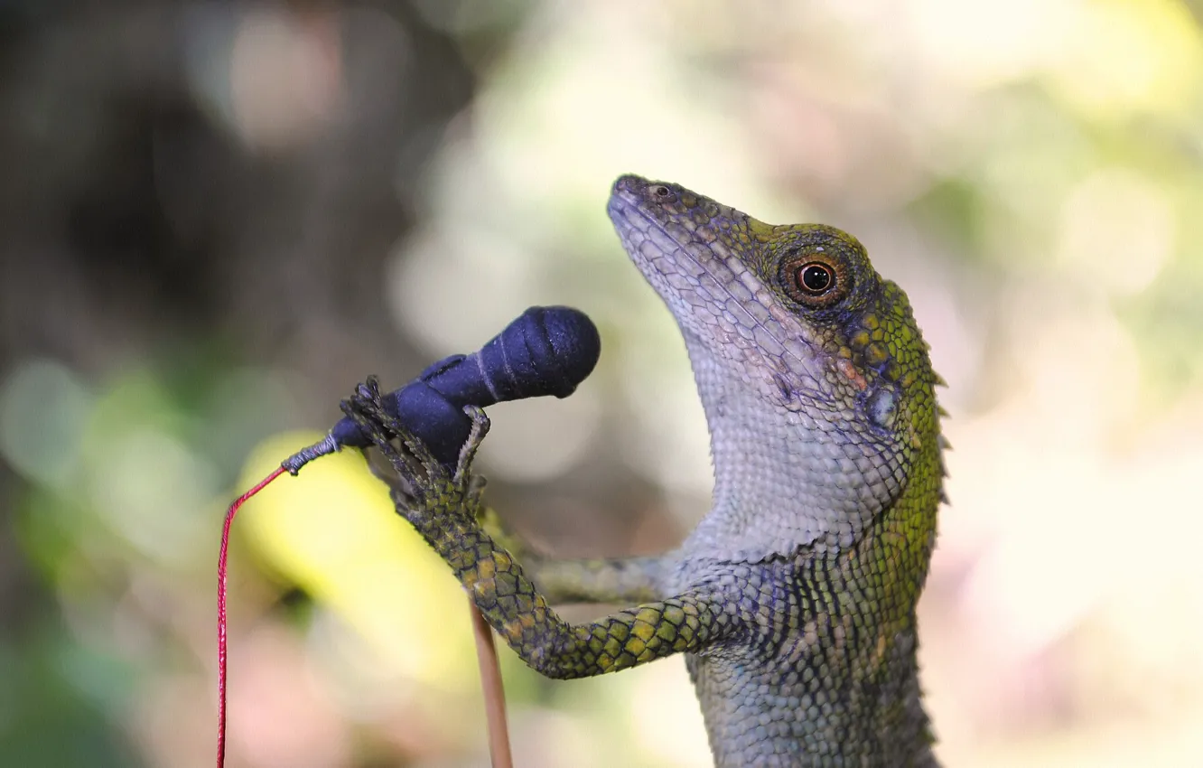 Wallpaper lizard, microphone, singer, reptile, the contractor, singing ...