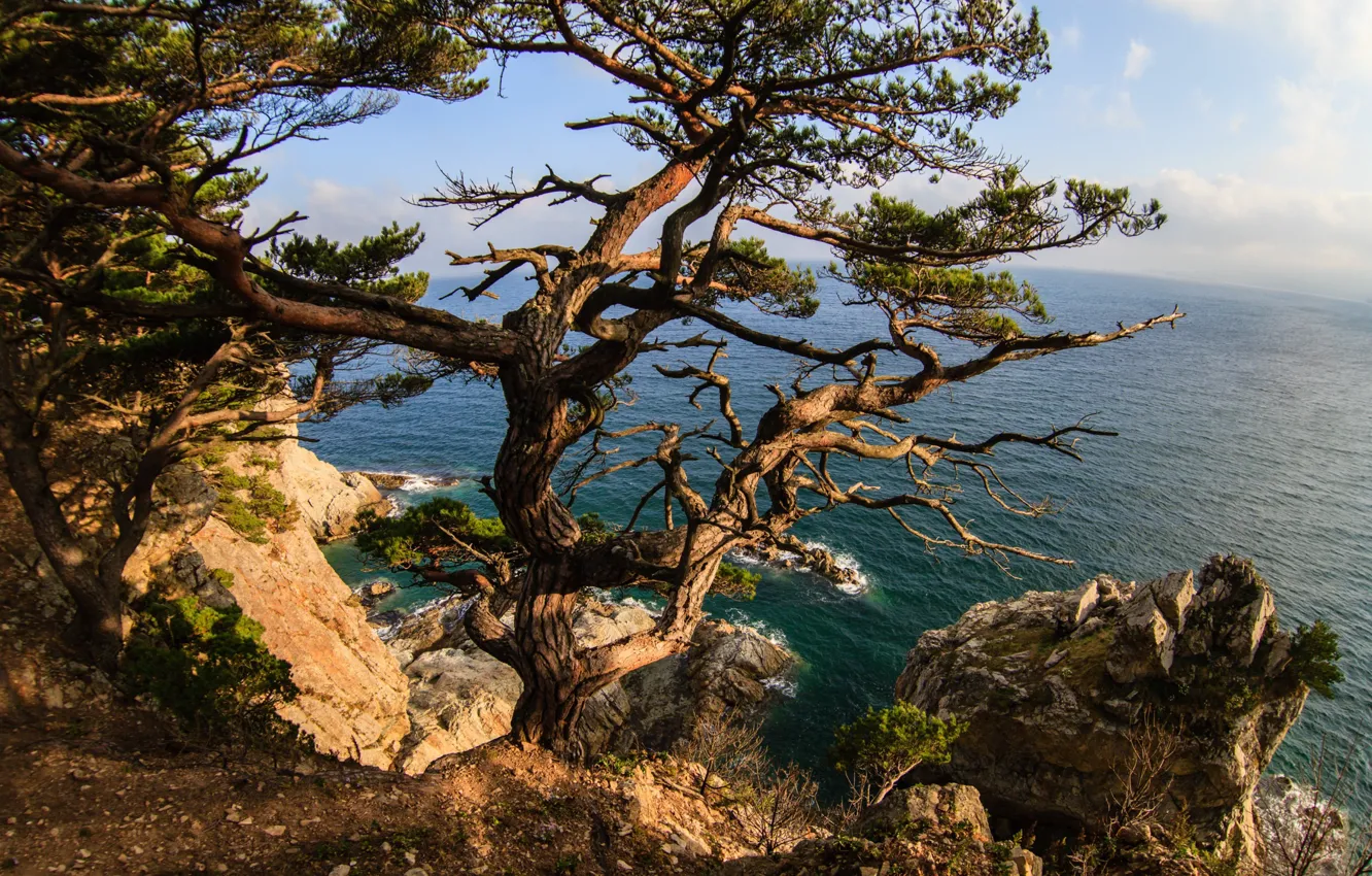 Wallpaper sea, trees, rocks for mobile and desktop, section пейзажи ...
