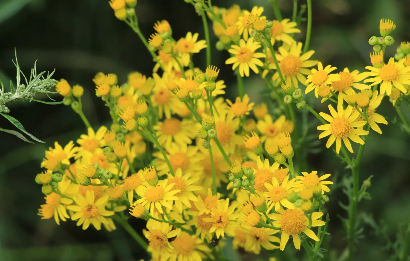 Wallpaper flower, yellow, meadow for mobile and desktop, section природа, resolution 5184x2964 ...