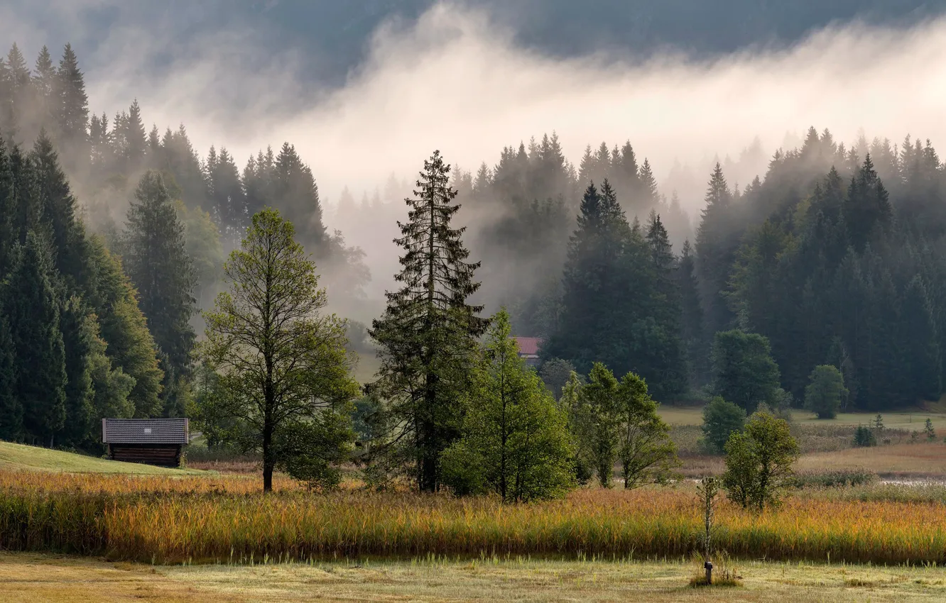 Wallpaper autumn, forest, trees, landscape, nature, fog, Germany ...
