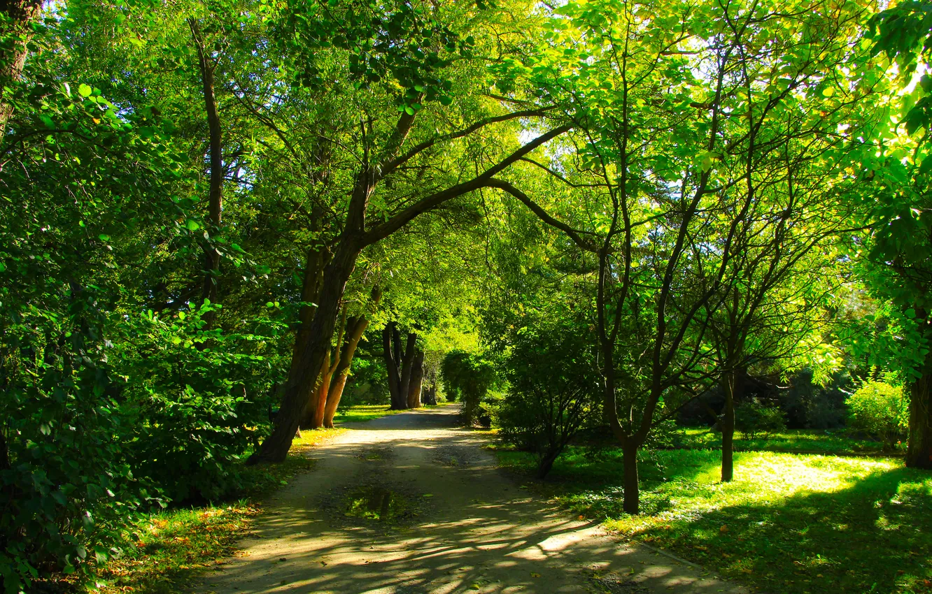 Wallpaper trees, park, alley for mobile and desktop, section пейзажи ...