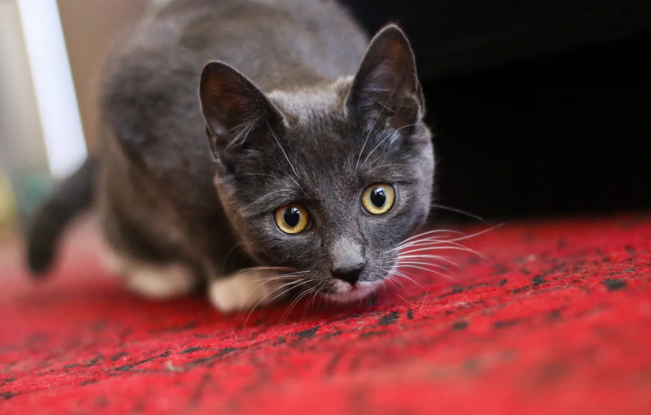 Wallpaper eyes, look, cat for mobile and desktop, section кошки ...