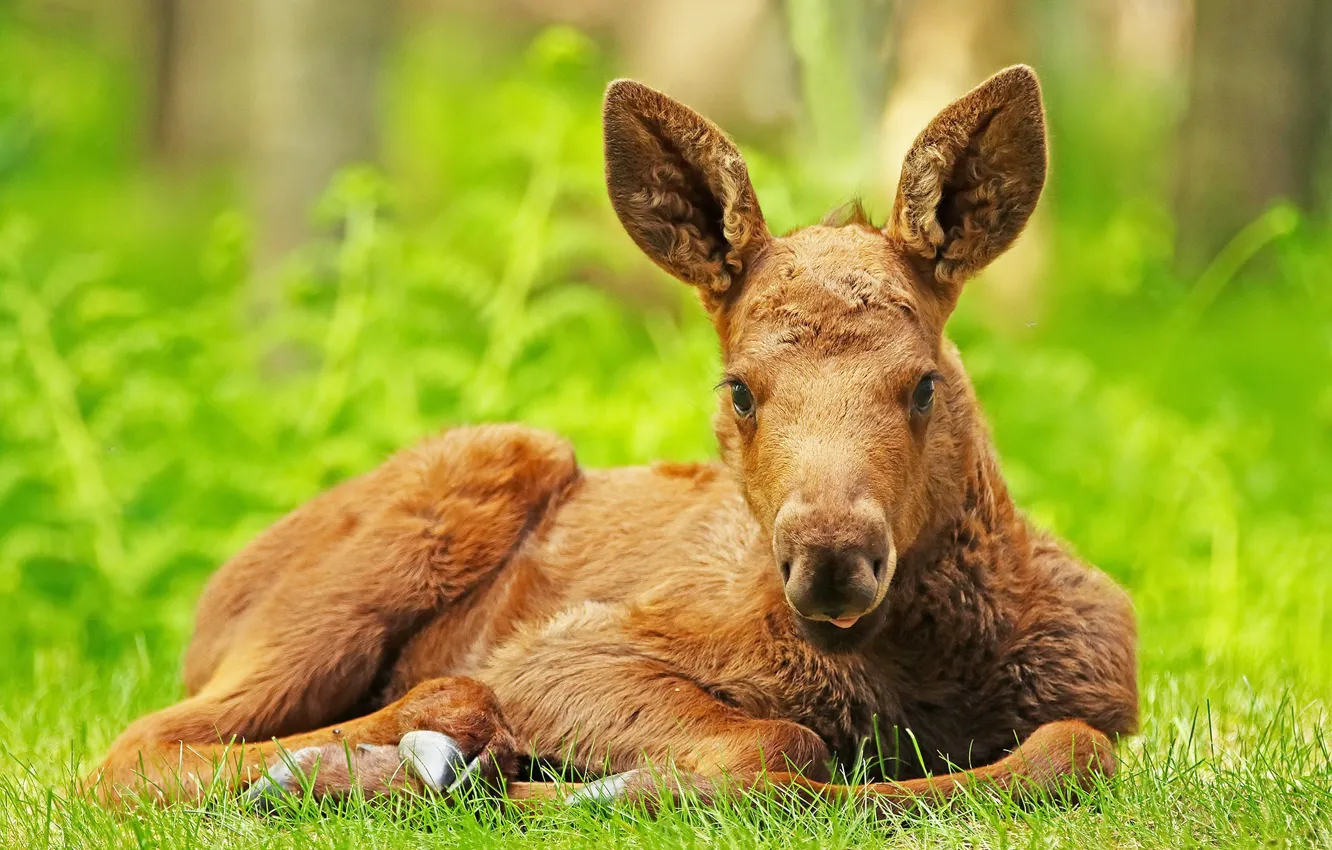 Wallpaper summer, nature, moose for mobile and desktop, section ...