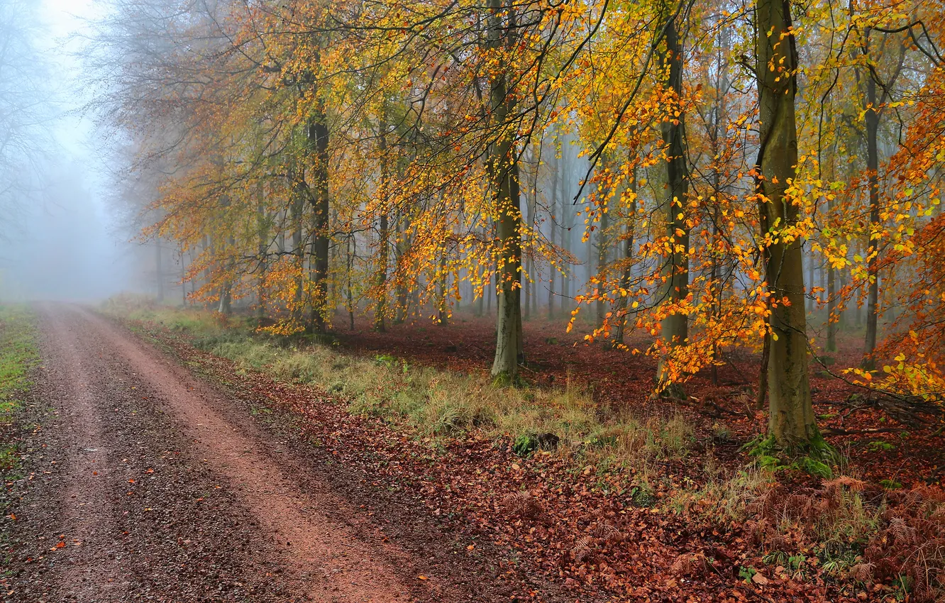 Wallpaper road, autumn, forest for mobile and desktop, section пейзажи ...