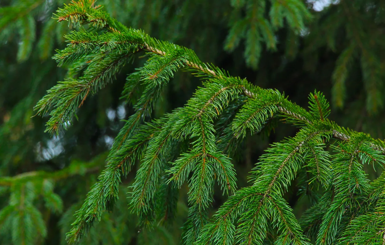 Wallpaper forest, tree, spruce, twig for mobile and desktop, section ...