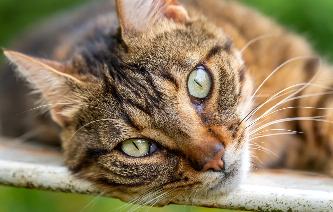 Wallpaper cat, cat, look, nature, pose, face, striped for mobile and ...