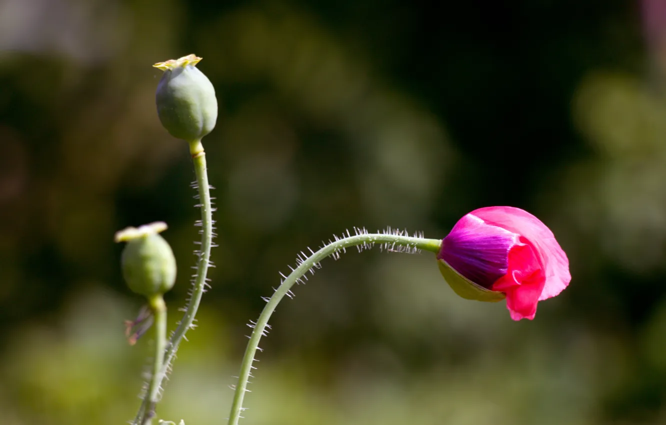 Wallpaper flowers, background, Wallpaper, Maki, Mac, flowers for mobile ...