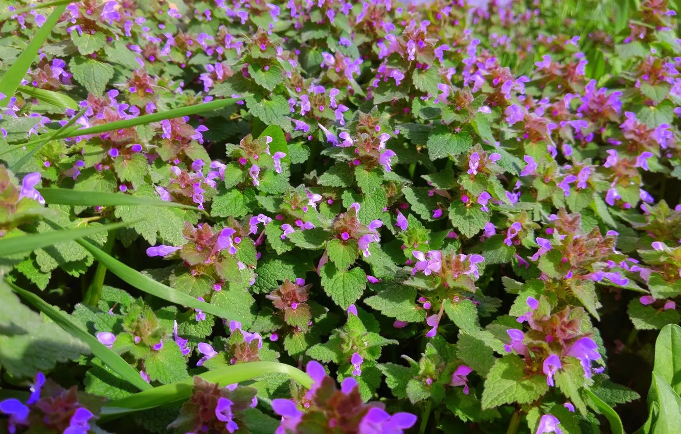 Wallpaper meadow flowers, April, spring 2018, Mamala © for mobile and ...