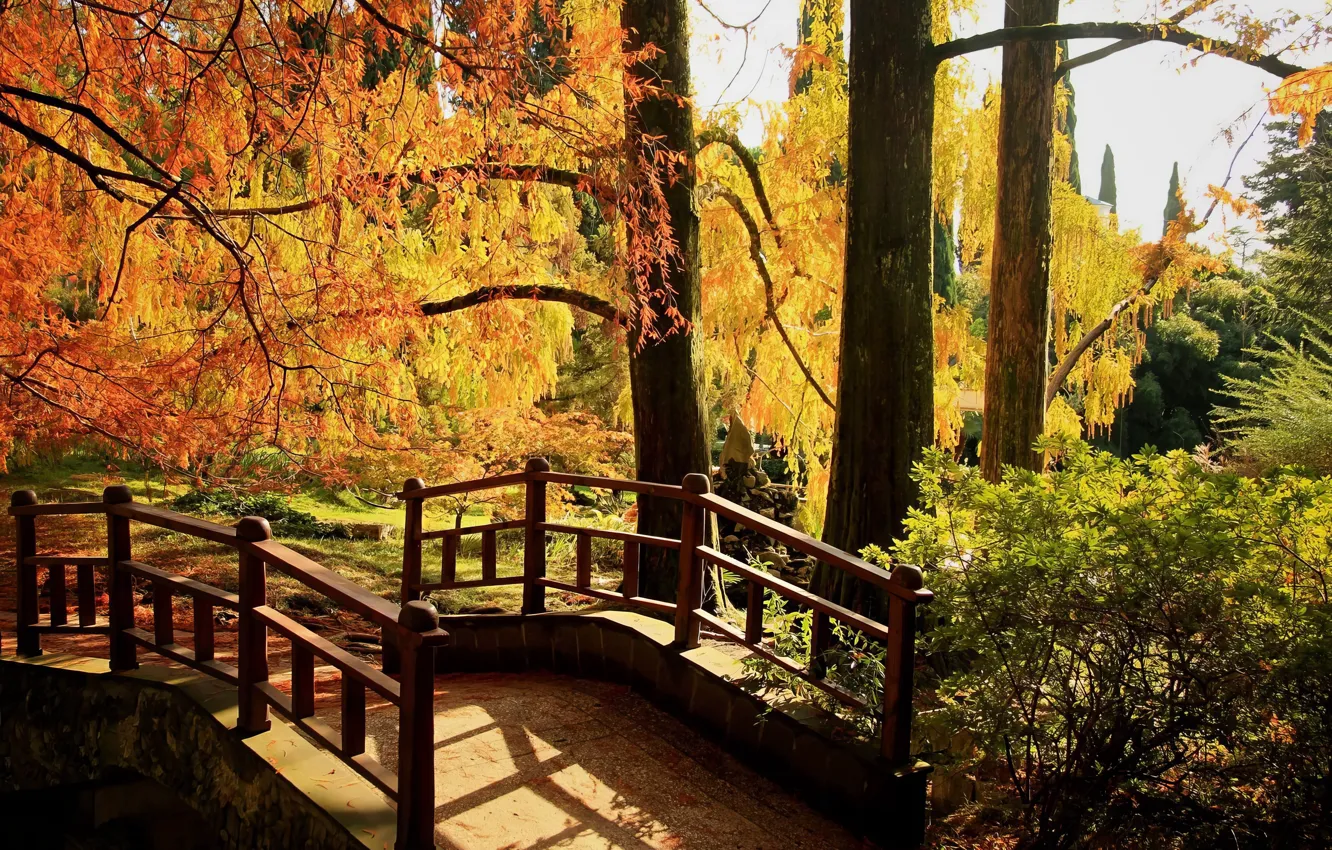 Wallpaper autumn, leaves, nature, nature, autumn, leaves, Sochi, Sochi ...