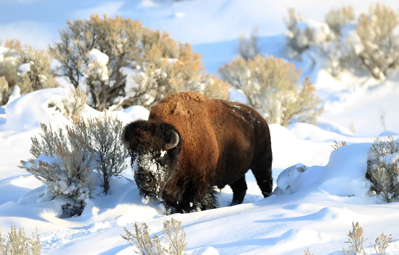 Wallpaper winter, snow, Buffalo for mobile and desktop, section ...