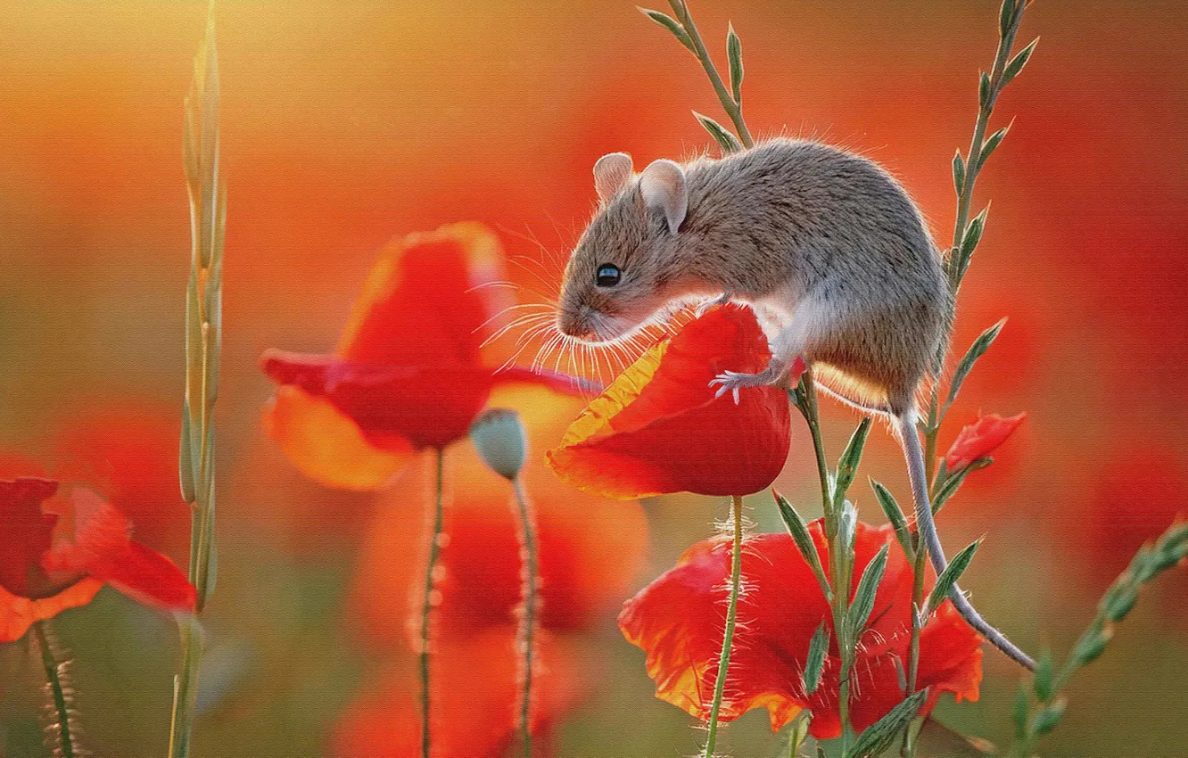 Wallpaper light, flowers, stems, Maki, treatment, texture, mouse, mouse ...