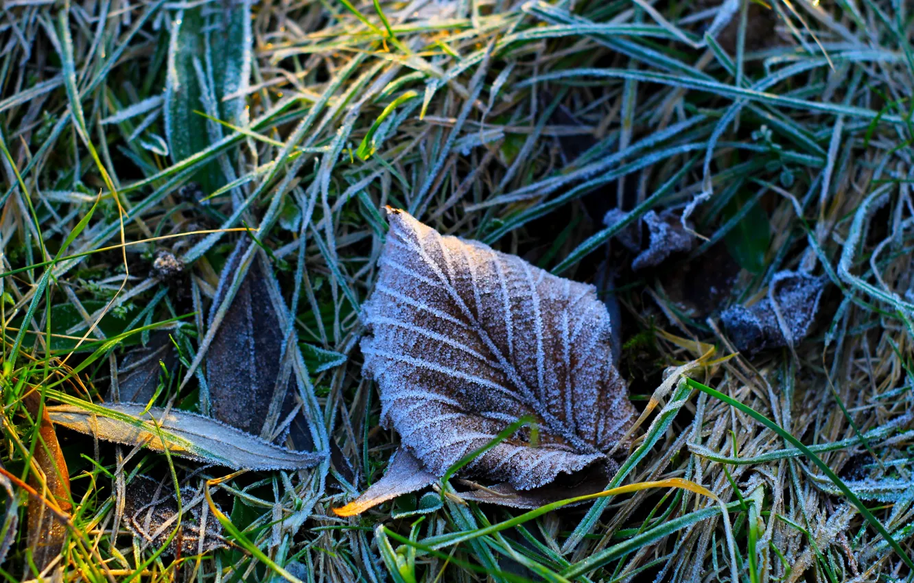 Wallpaper leaf, cold, hoarfrost for mobile and desktop, section природа, resolution 5176x2911 ...