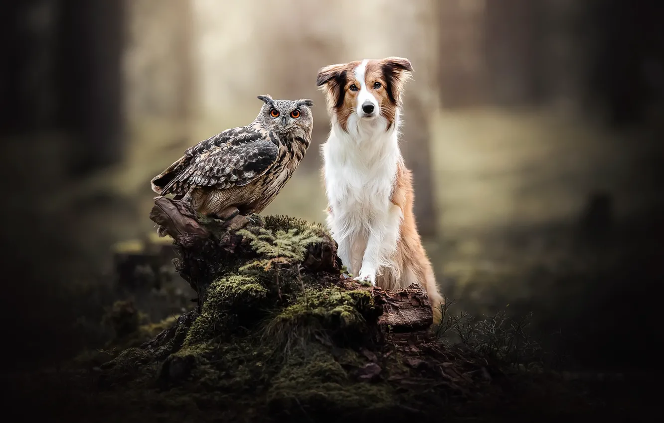 Wallpaper nature, owl, dog for mobile and desktop, section животные ...