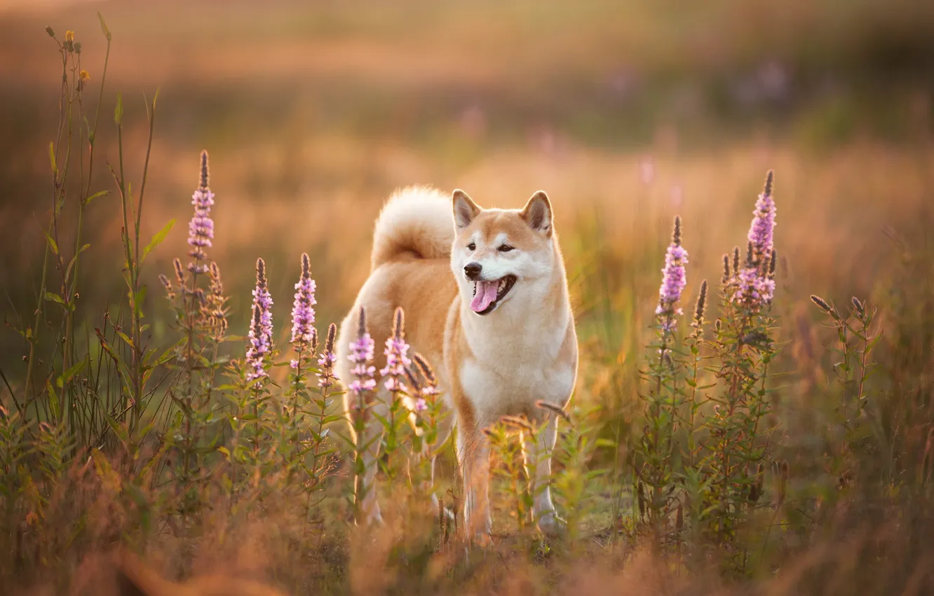 Wallpaper field, flowers, dog, Shiba inu for mobile and desktop ...