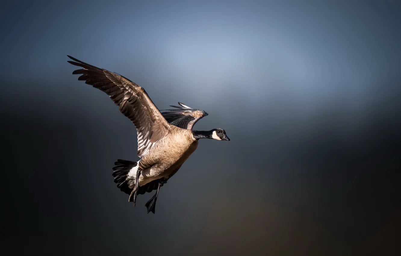 Wallpaper nature, bird, flight for mobile and desktop, section животные ...