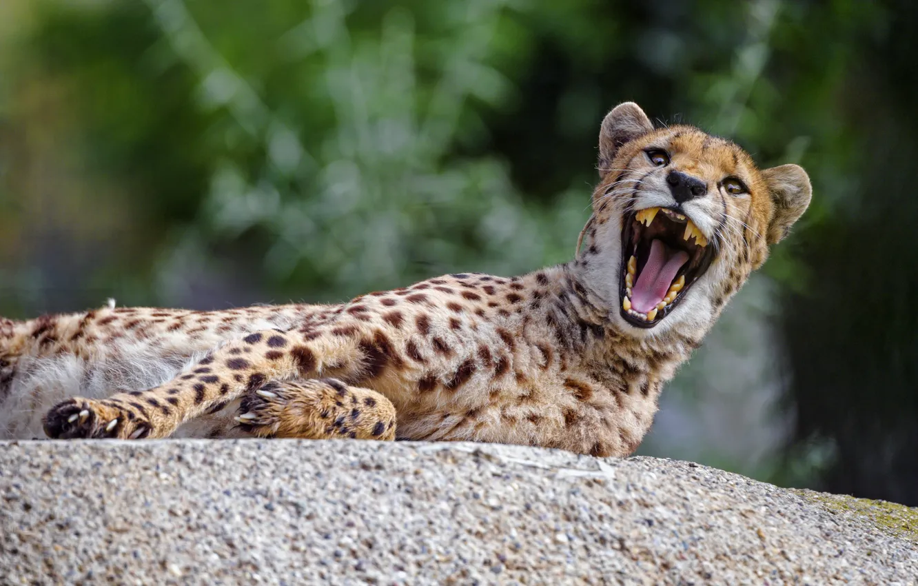 Wallpaper look, face, mouth, Cheetah, fangs, lies, bokeh for mobile and ...